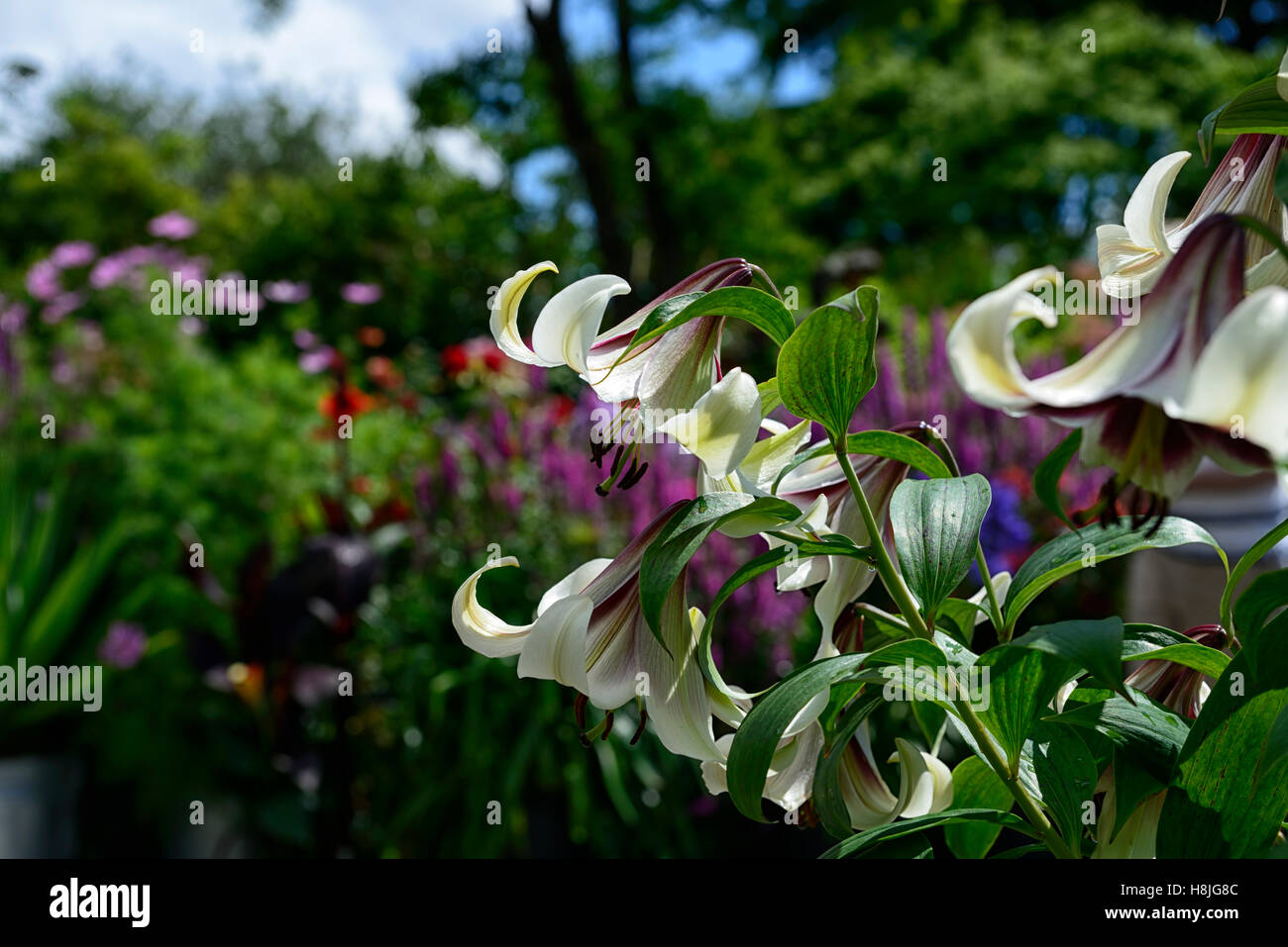 Lilium Kushi Maya Hybrid lily lilies Nepalense x Oriental sweetly ...