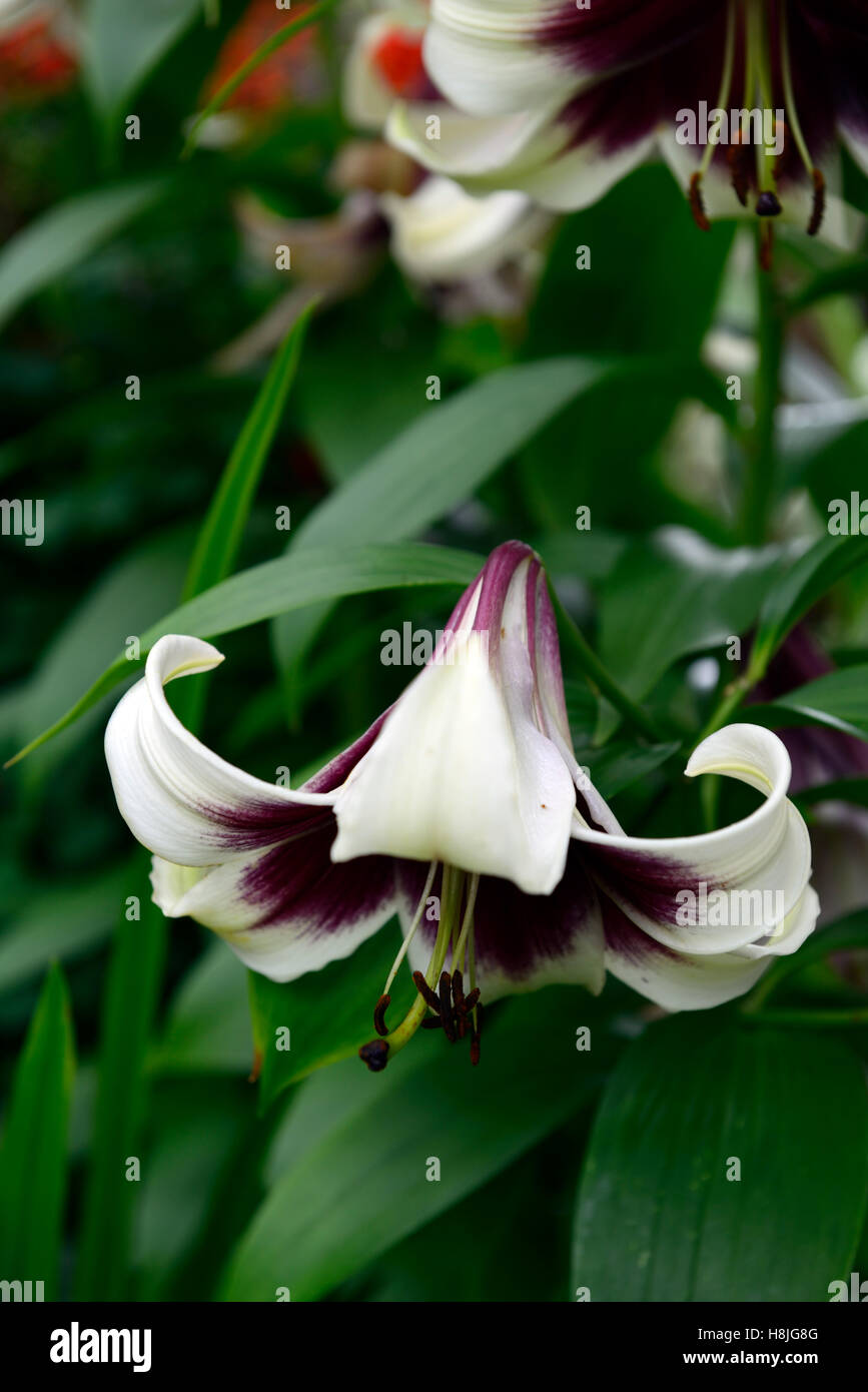 Lilium Kushi Maya Hybrid lily lilies Nepalense x Oriental sweetly ...