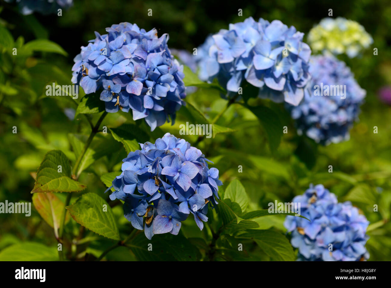 hydrangea macrophylla lacecap blue flowers mophead mopheaded deciduous shrubs bloom blossoming ...