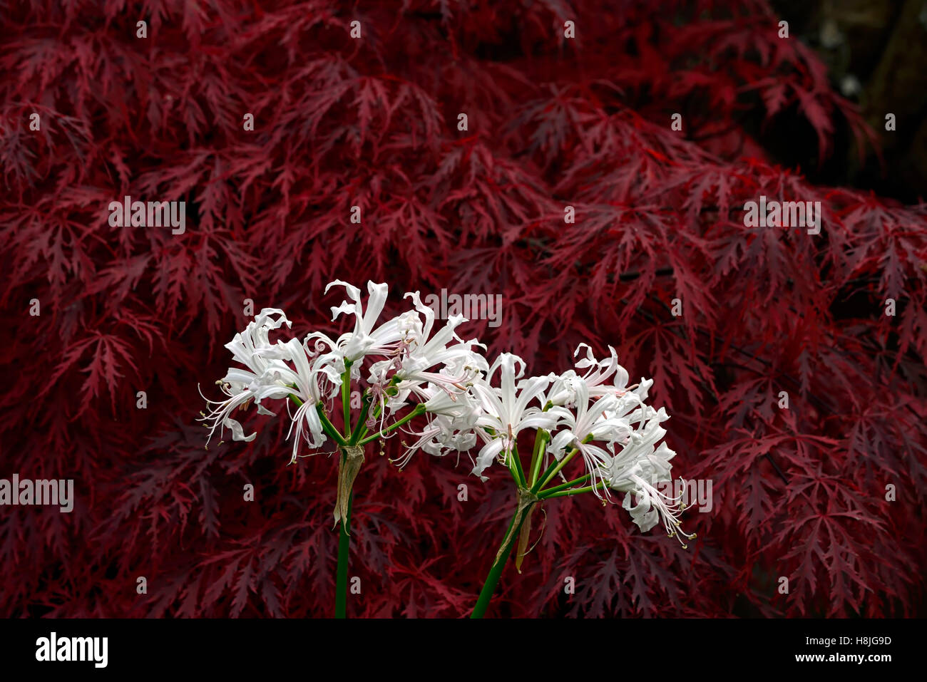 Nerine bowdenii Ella K Acer palmatum dissectum white flowers red leaves ...