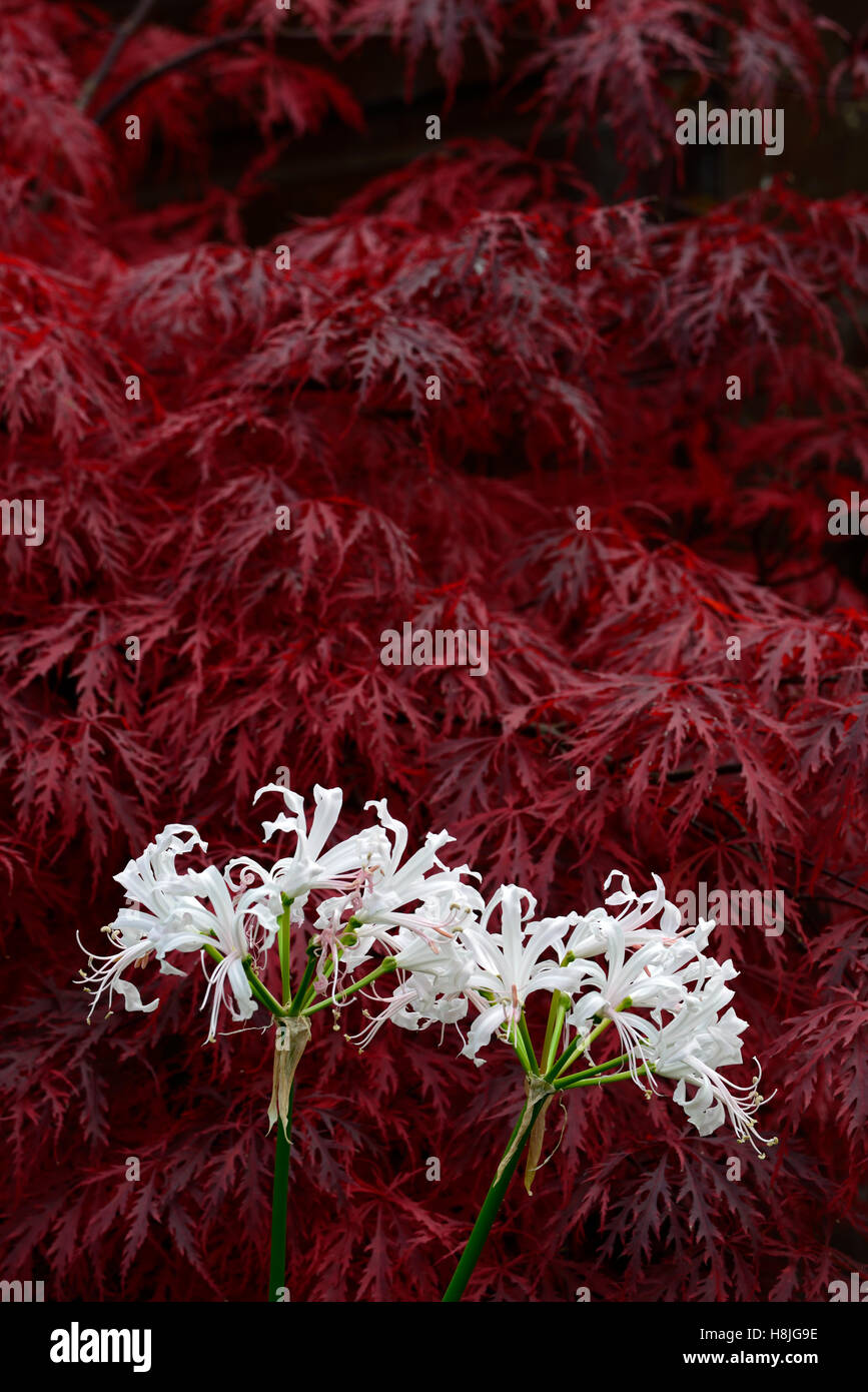 Nerine bowdenii Ella K Acer palmatum dissectum white flowers red leaves ...