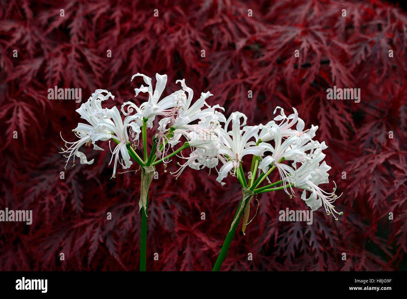 Nerine bowdenii hi-res stock photography and images - Alamy