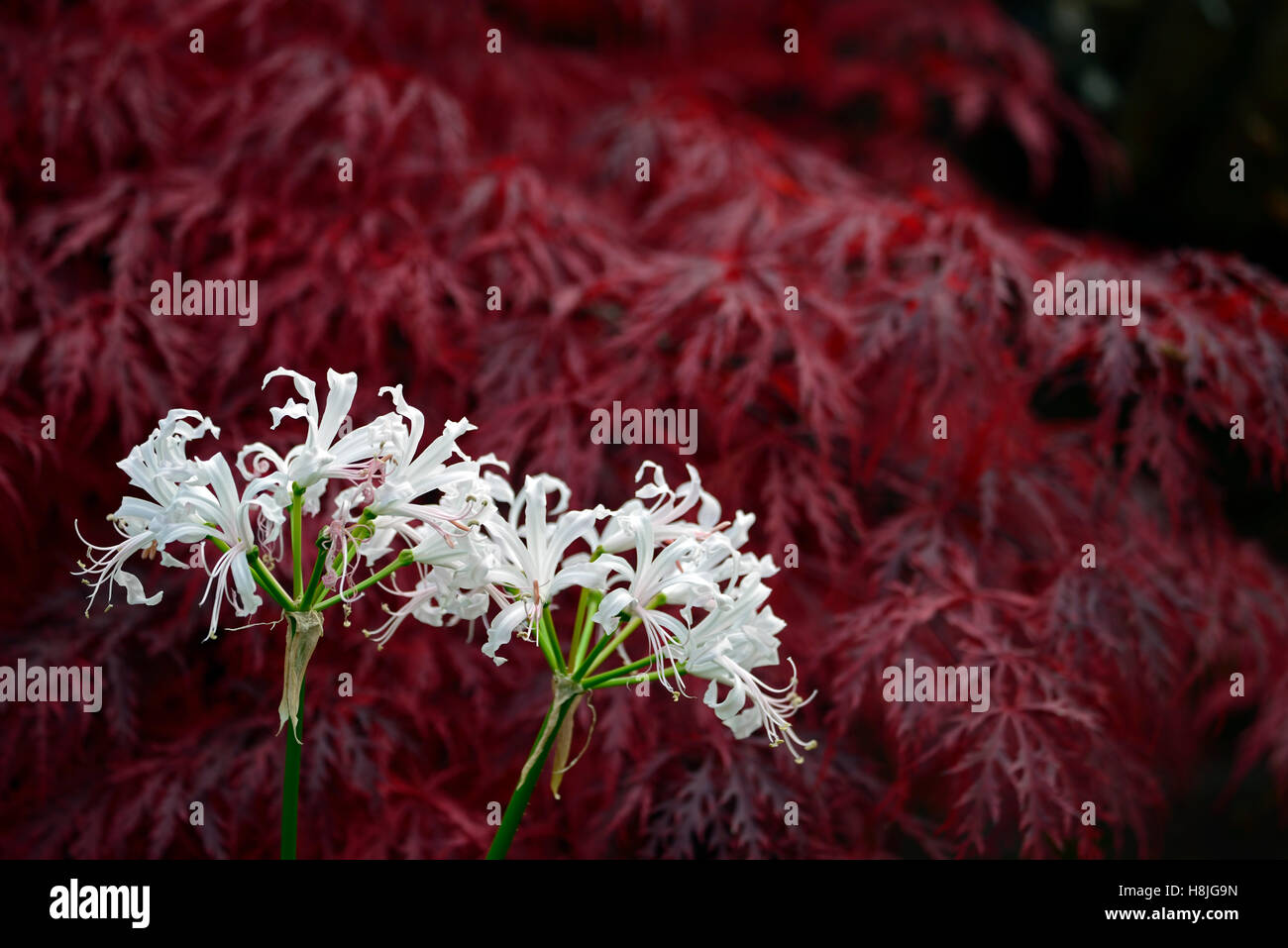 Nerine bowdenii Ella K Acer palmatum dissectum white flowers red leaves ...
