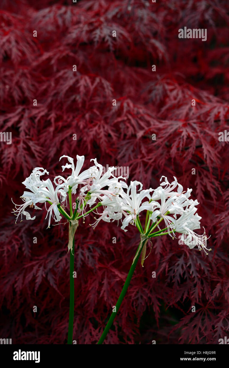 Nerine bowdenii Ella K Acer palmatum dissectum white flowers red leaves ...