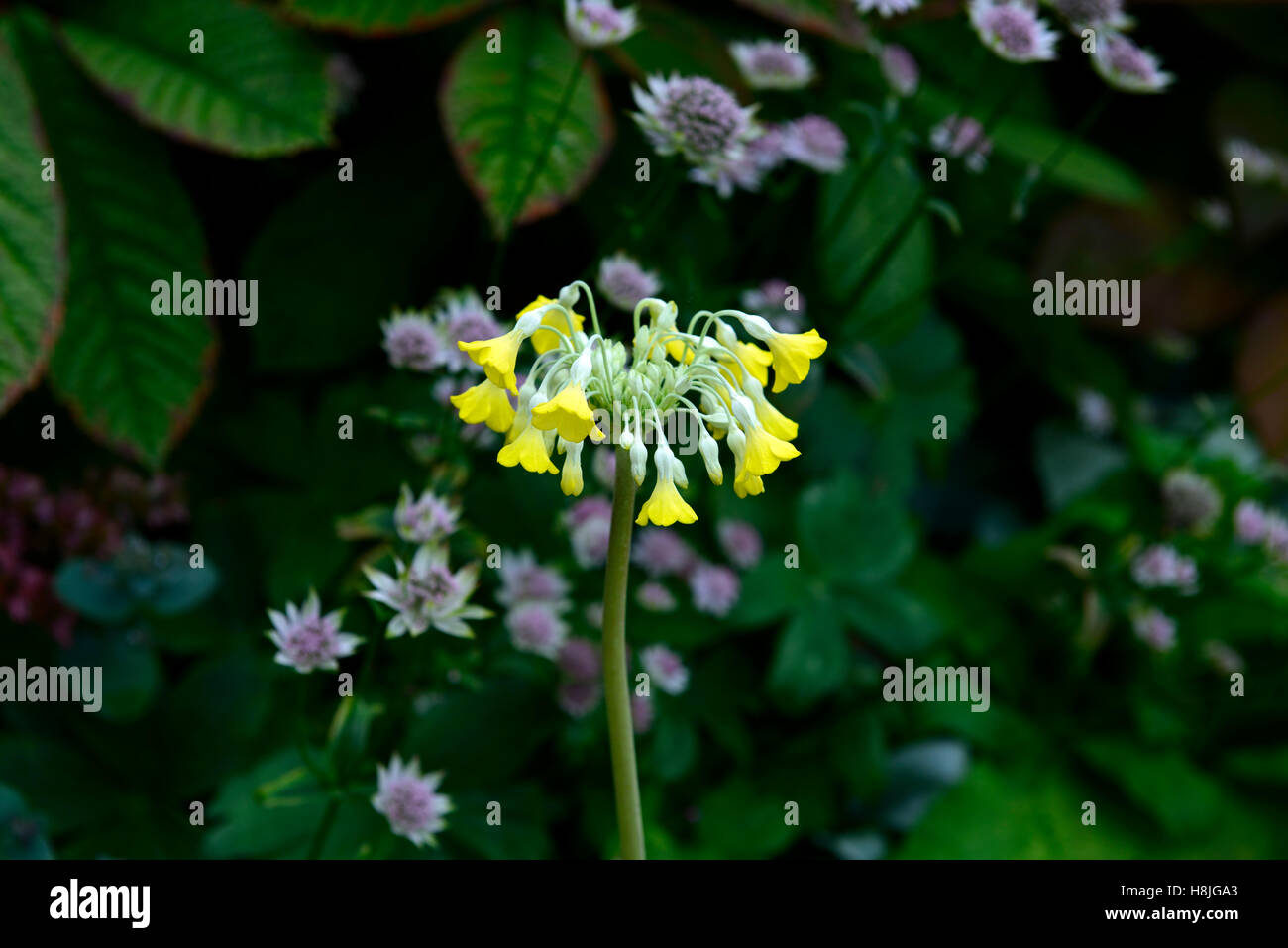 Primrose species hi-res stock photography and images - Alamy