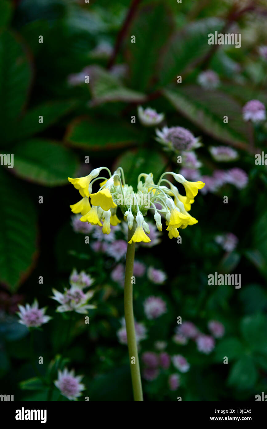 Primrose species hi-res stock photography and images - Alamy