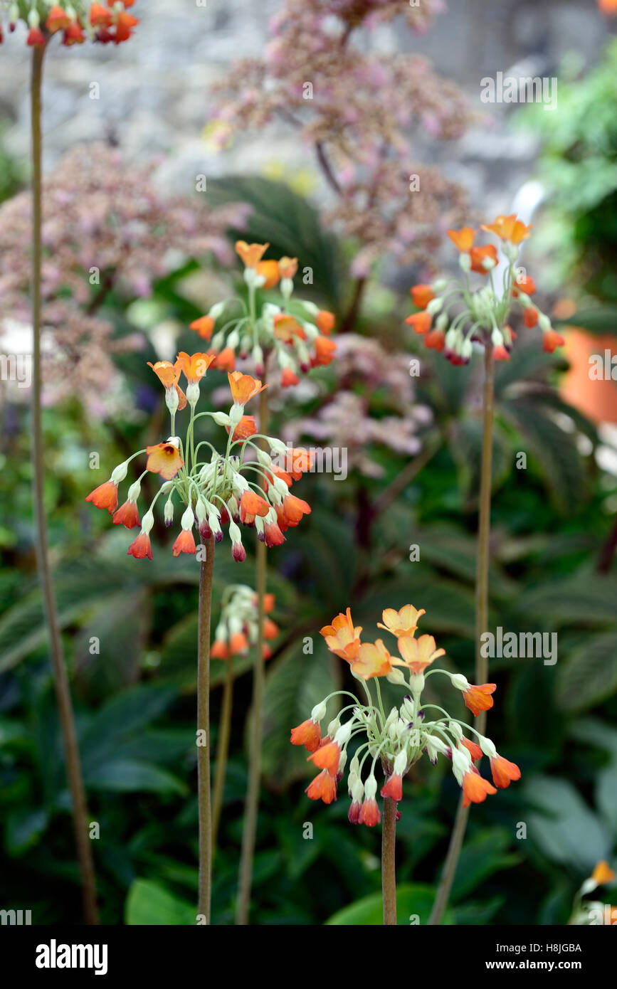 primula florindae orange form rodgersia pinnata Giant Himalayan Cowslip ...