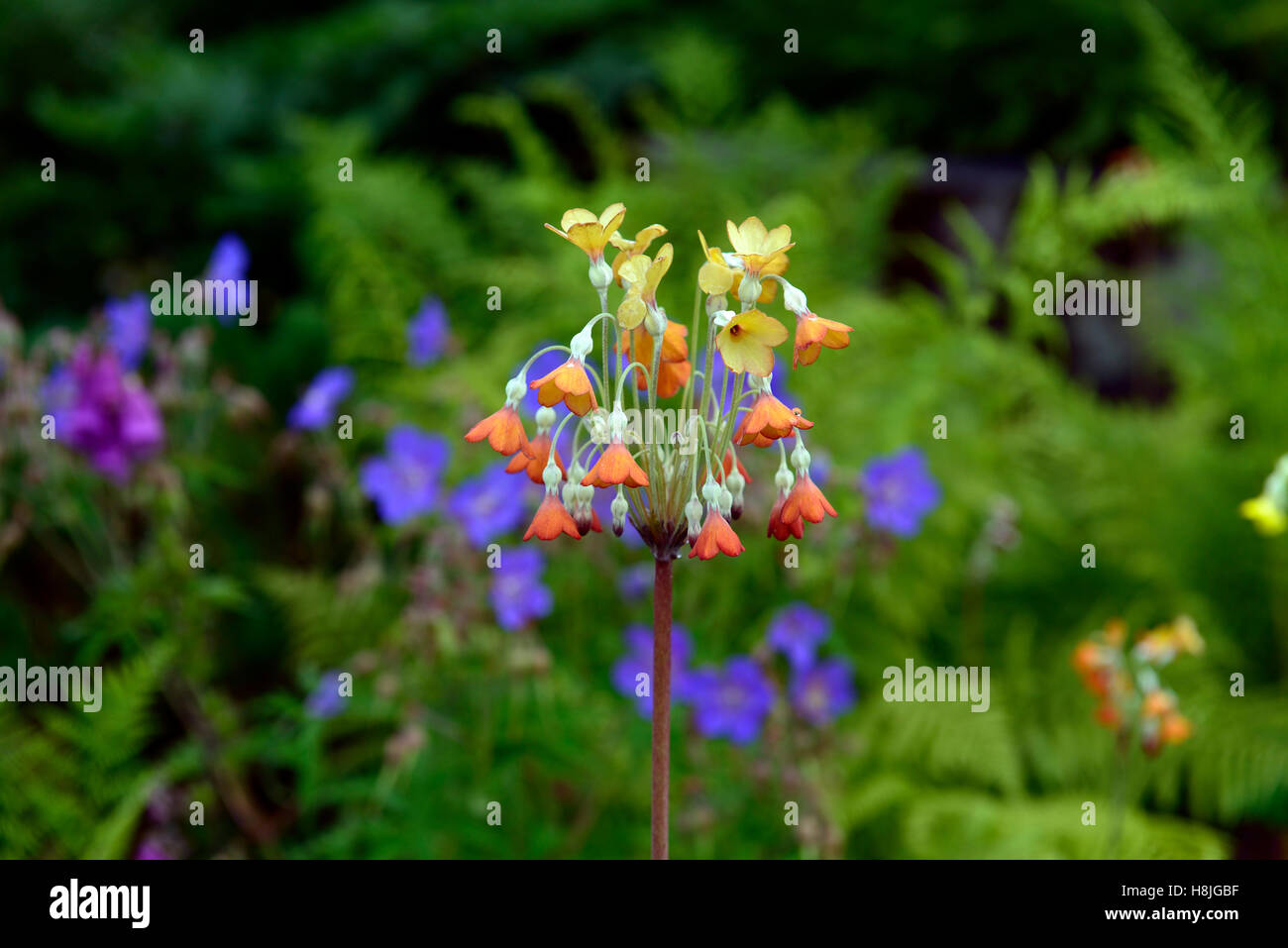 Primula florindae orange hi-res stock photography and images - Alamy