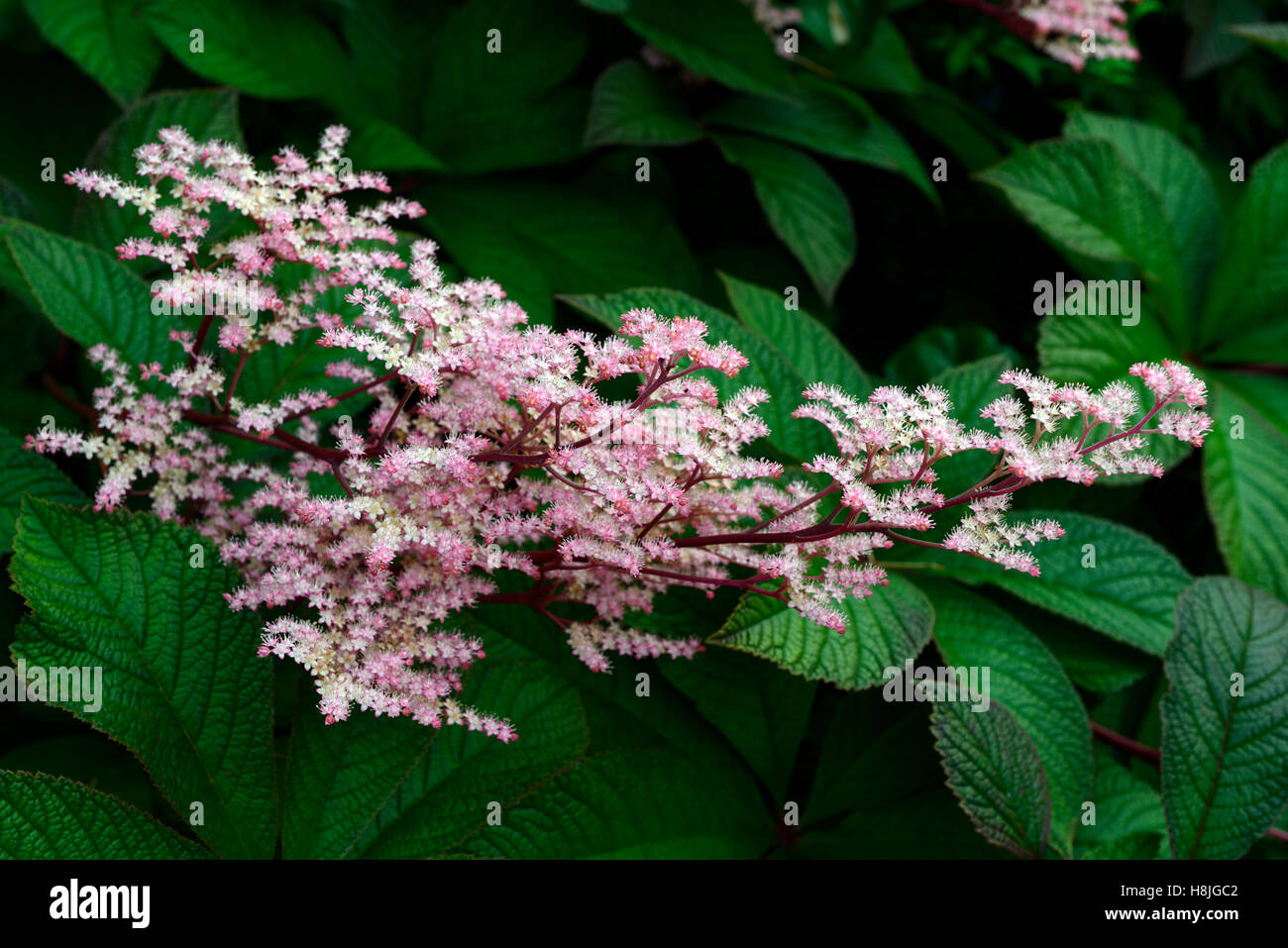 Rodgersia pinnata pink white flower spike spikes spires flowers ...