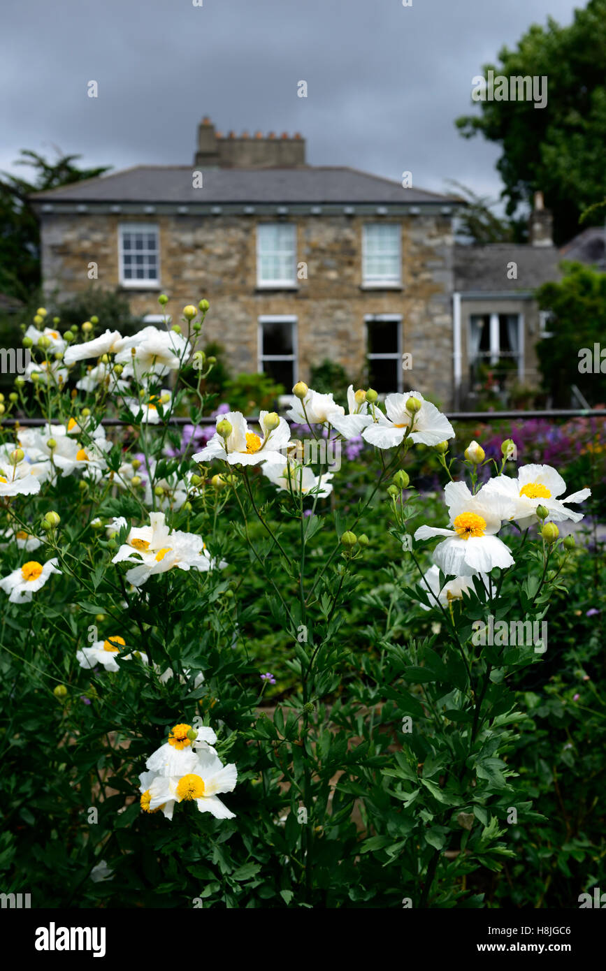 Romneya coulterii The Dillon Garden Sandford Road Dublin Herbaceous ...