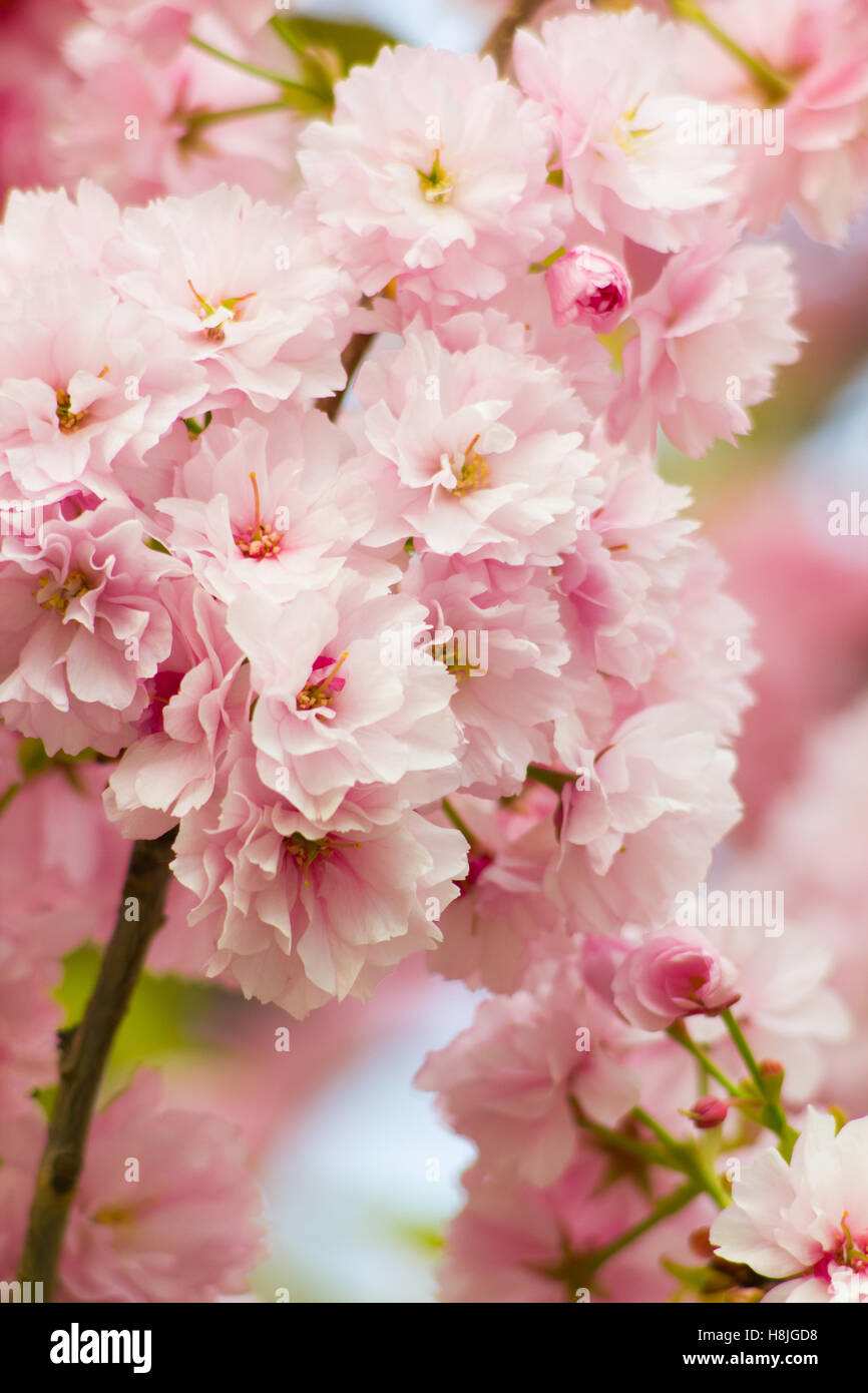 Cherry flower petal hi-res stock photography and images - Alamy