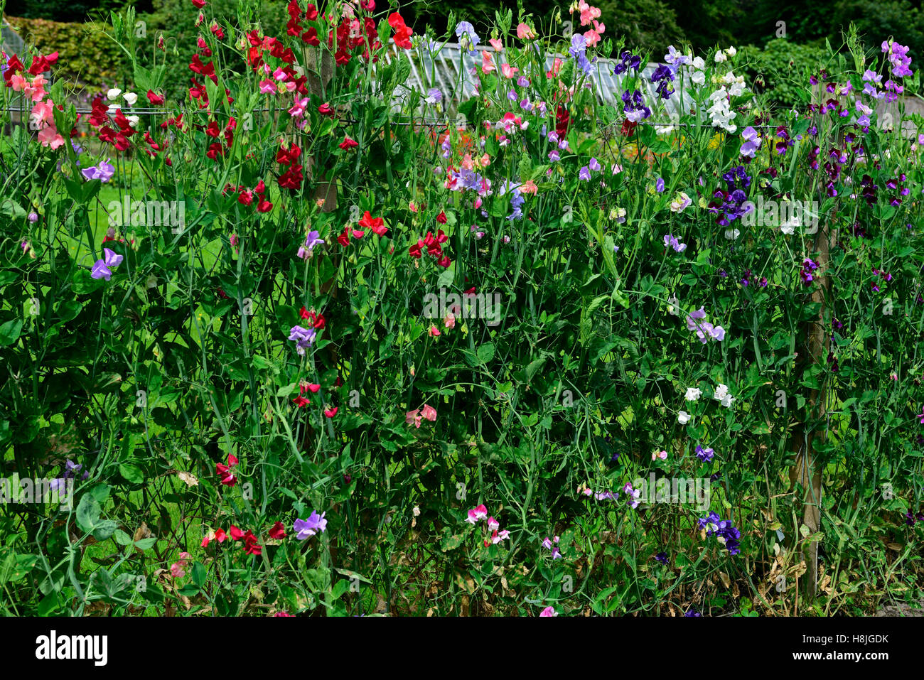 lathyrus sweet peas pea grow growing up fence fencing plant supports ...