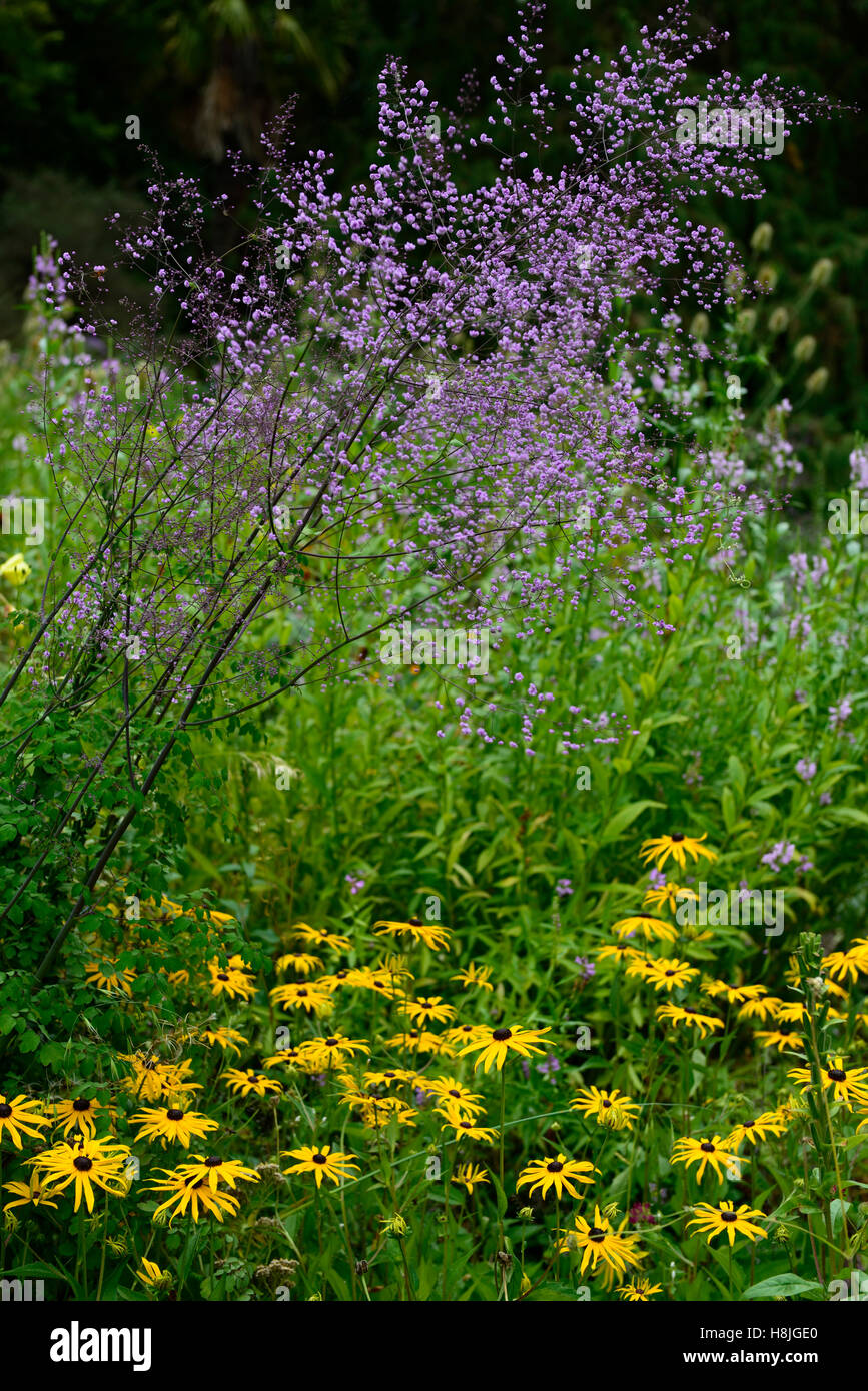 thalictrum delavayi hewitt's double Rudbeckia fulgida Goldsturm purple ...