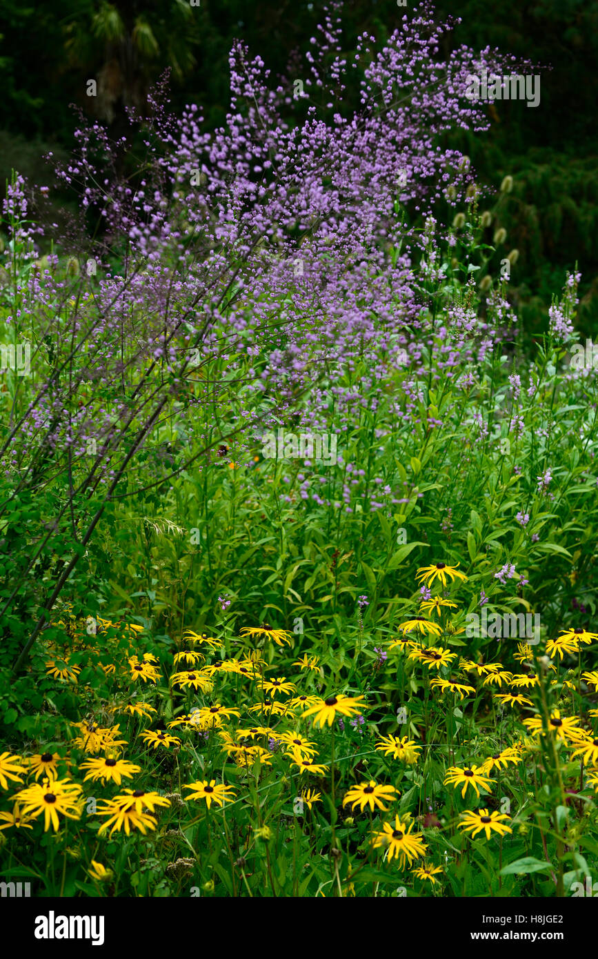 thalictrum delavayi hewitt's double Rudbeckia fulgida Goldsturm purple ...