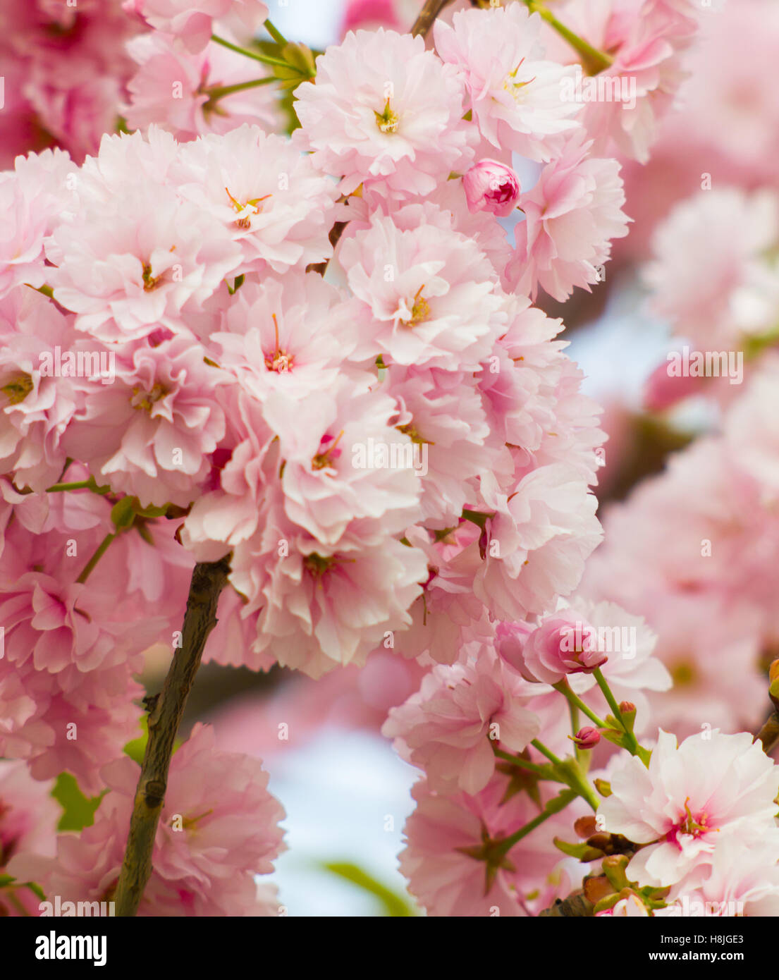Japanese cherry tree flower Stock Photo - Alamy