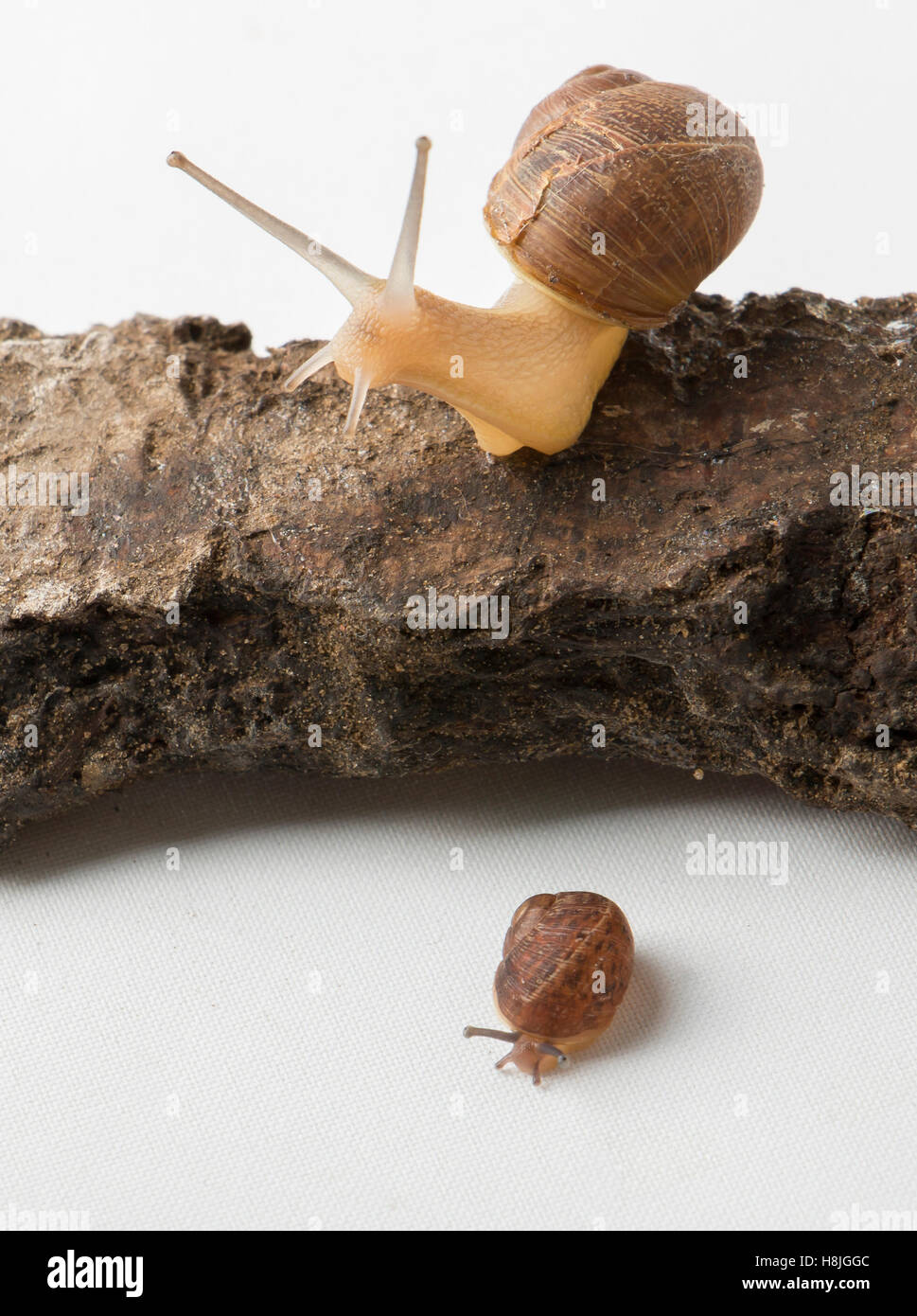 Two cute land snails Stock Photo - Alamy