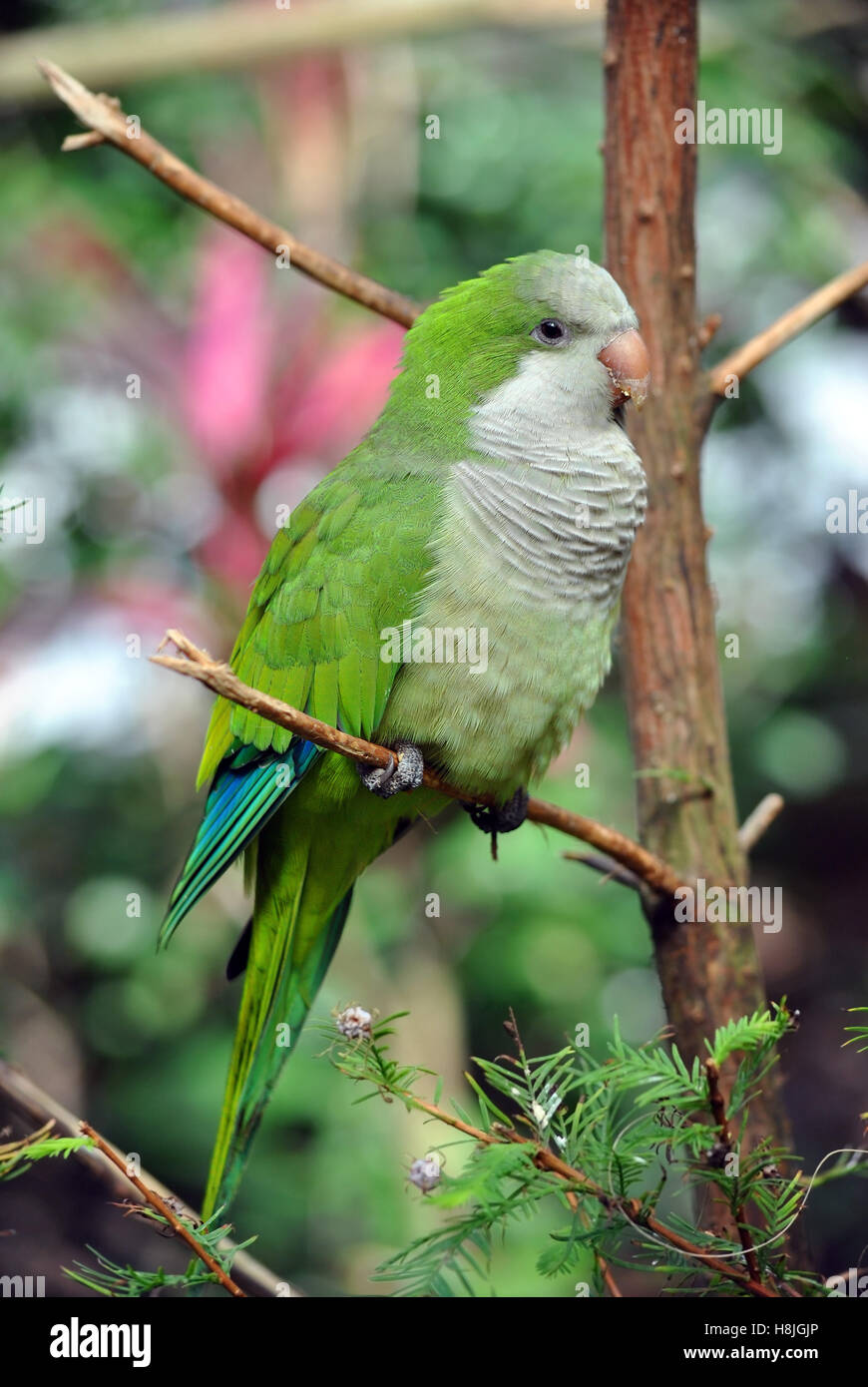 The monk parakeet Latin name Myiopsitta monachus Stock Photo - Alamy