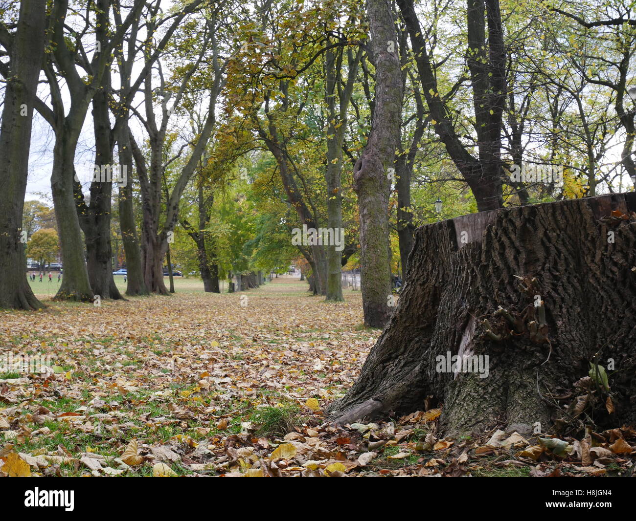 Edinburgh meadows hi-res stock photography and images - Alamy