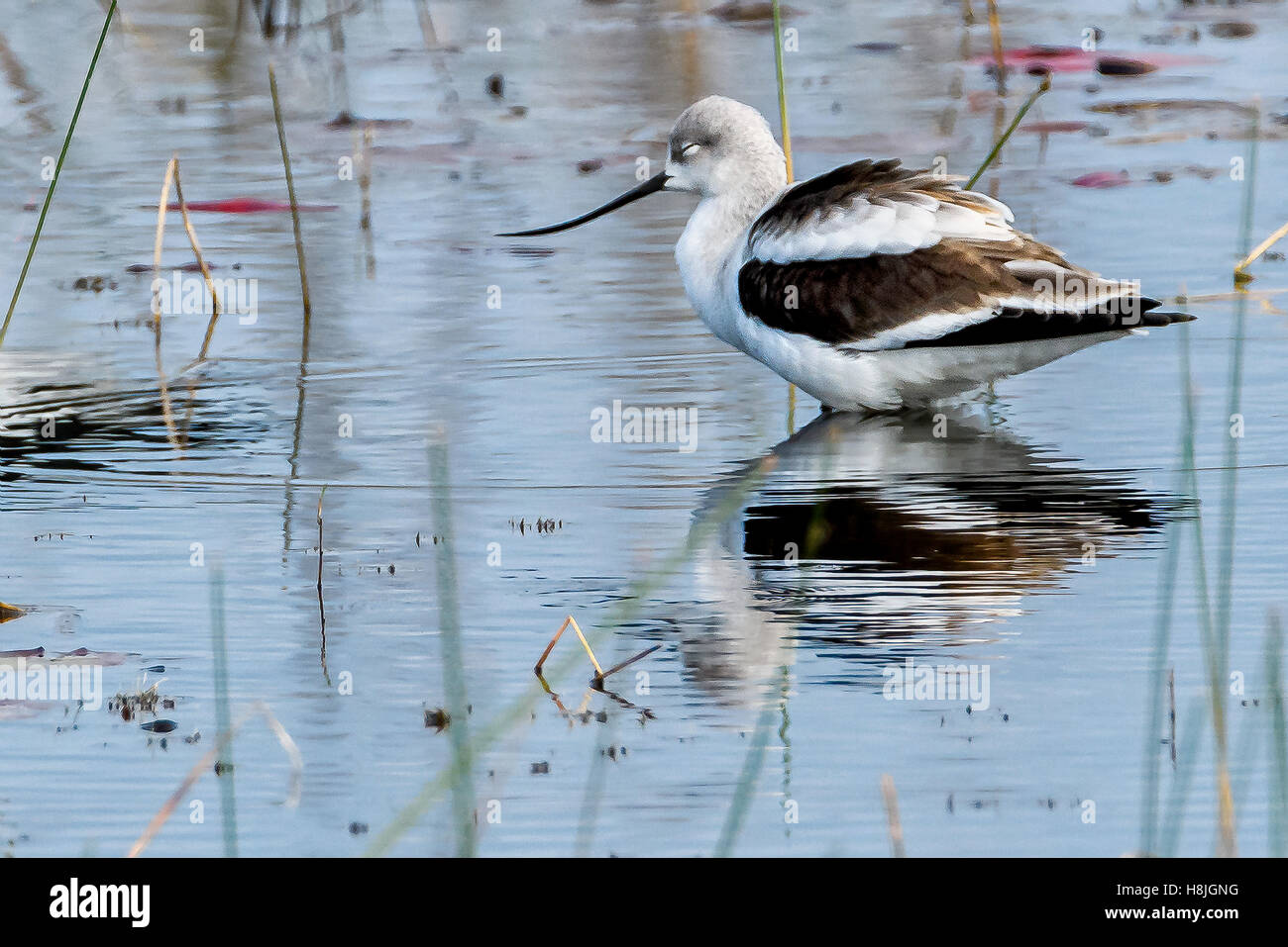 Bird sleeping migration hi-res stock photography and images - Alamy
