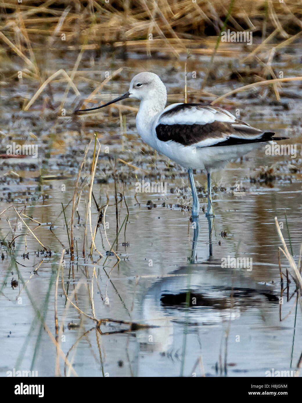 American nature hi-res stock photography and images - Alamy