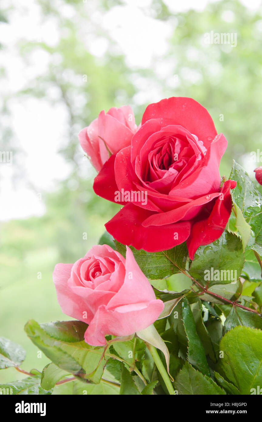 Red and pink roses hi-res stock photography and images - Alamy
