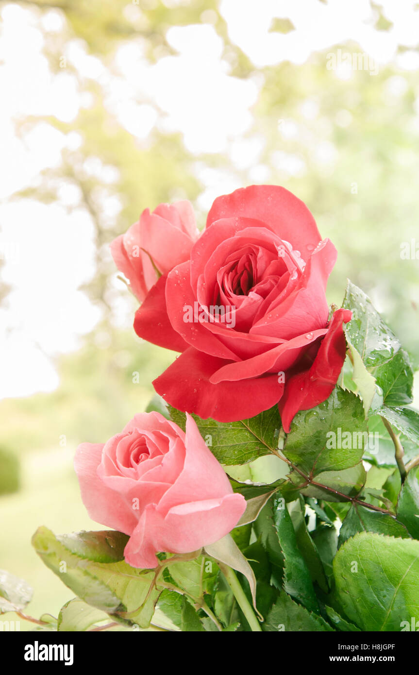 Red and pink roses hi-res stock photography and images - Alamy