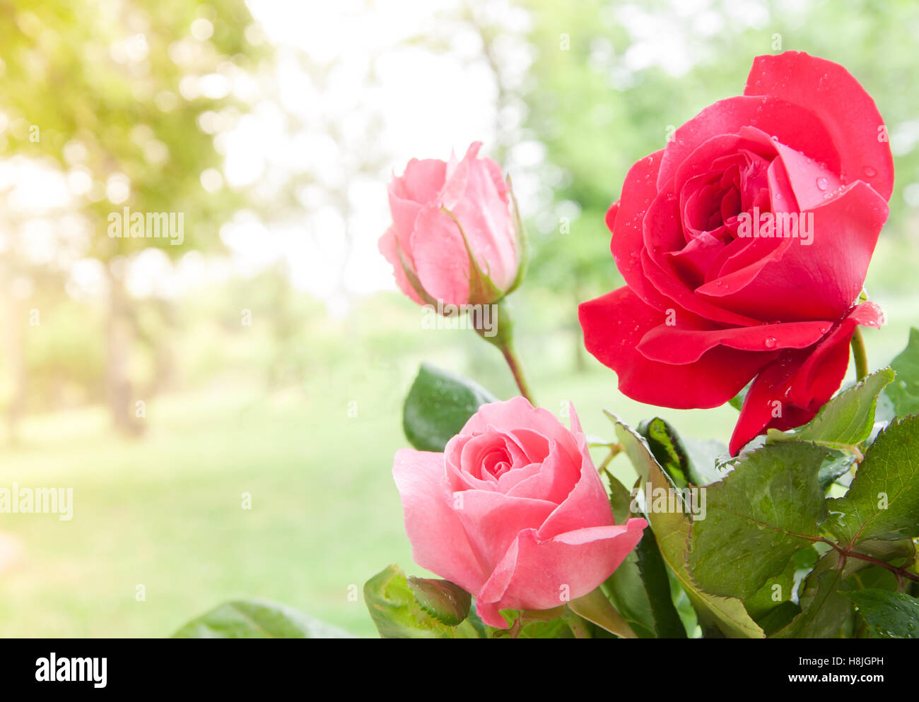 Red pink roses hi-res stock photography and images - Alamy