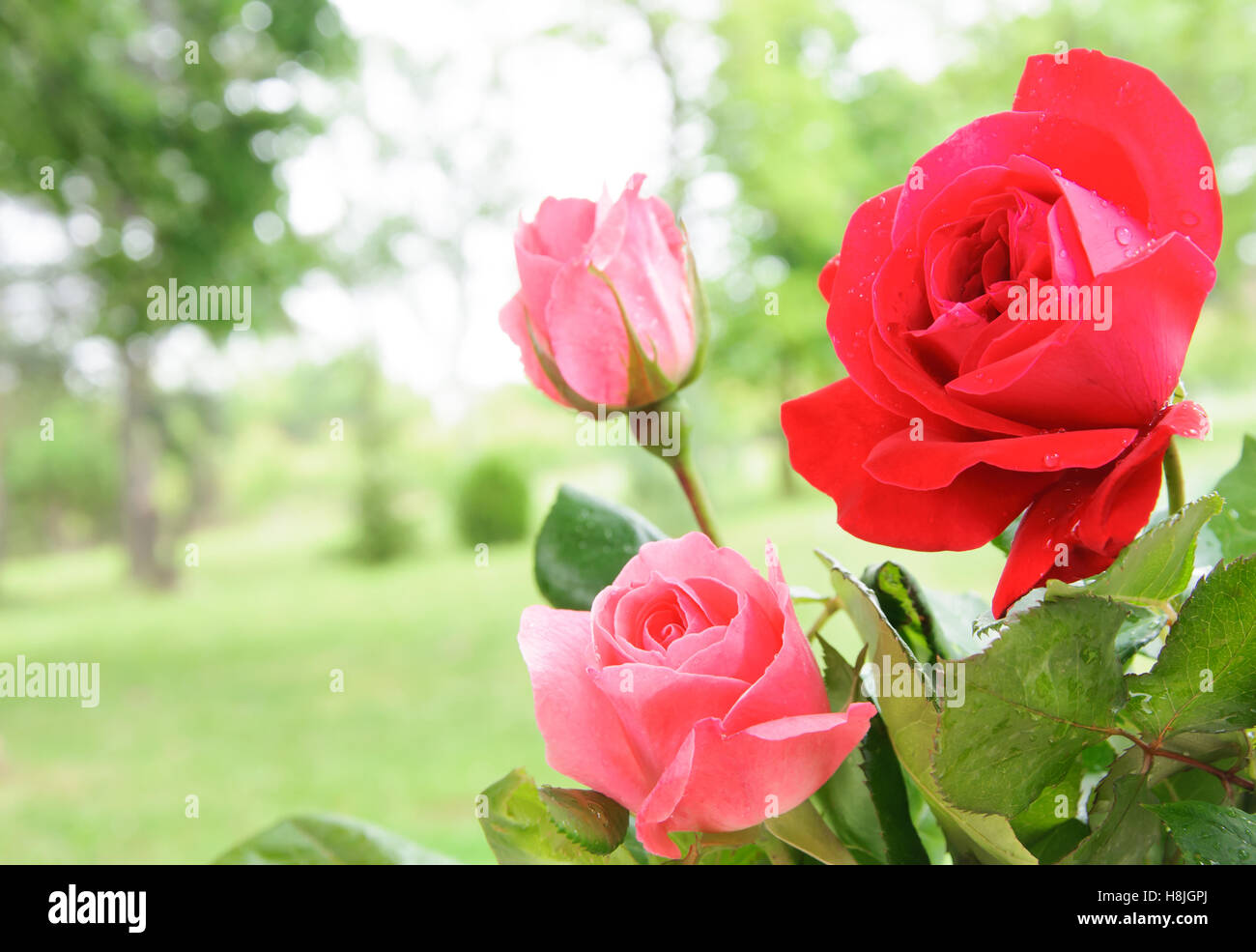 Red pink roses hi-res stock photography and images - Alamy