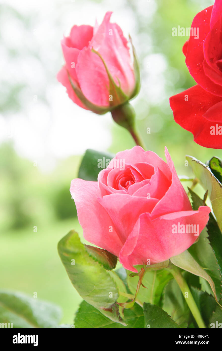 Red pink roses hi-res stock photography and images - Alamy