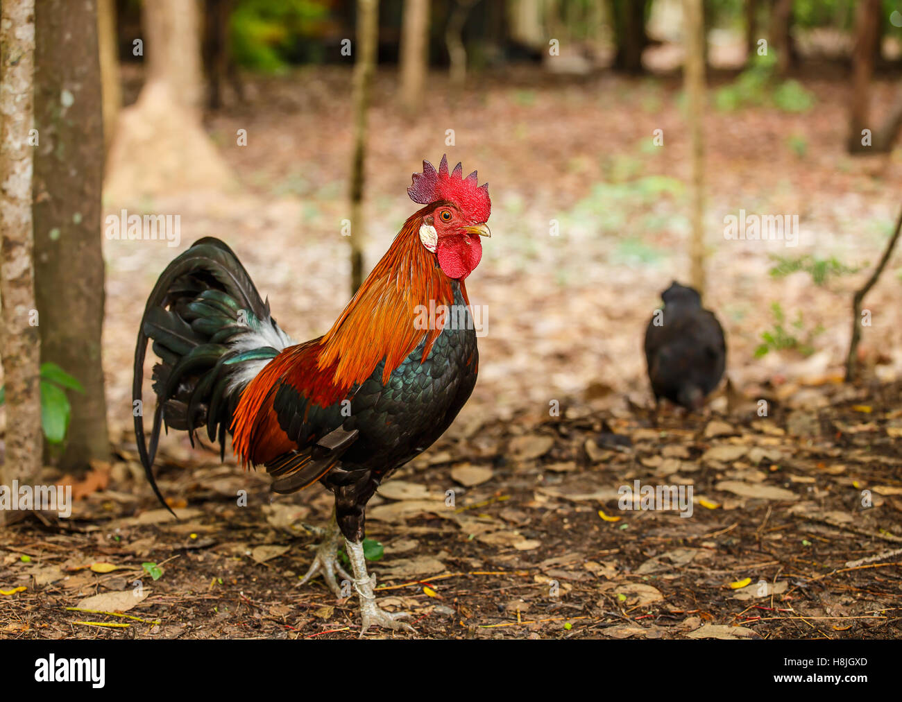 Magnificent rooster hi-res stock photography and images - Alamy