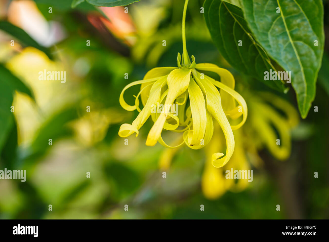 Perfume tree hi-res stock photography and images - Alamy