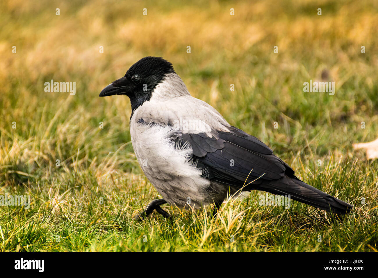 Crow stick bird hi-res stock photography and images - Alamy