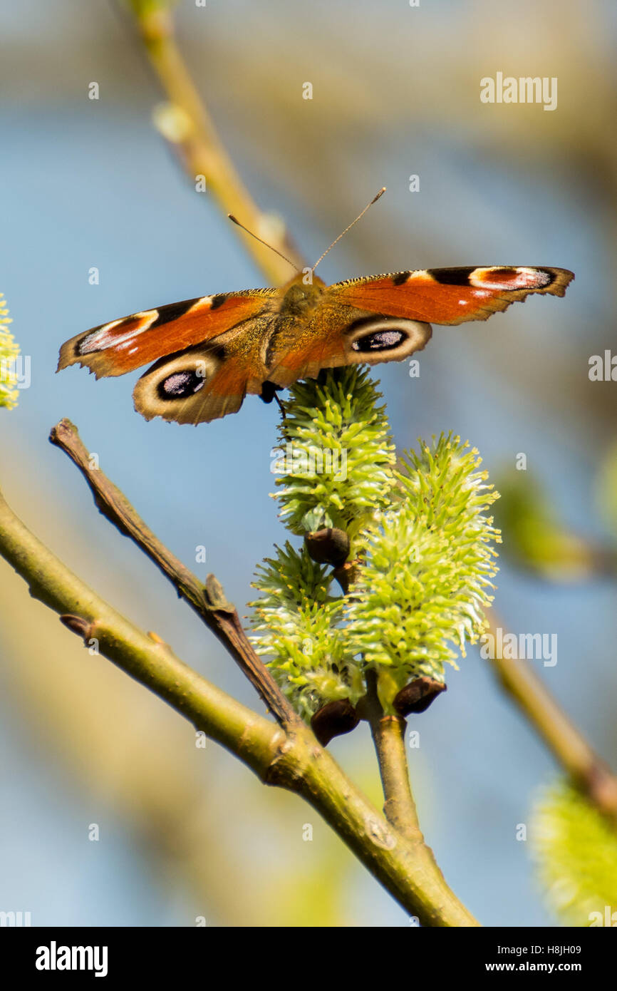 Spread butterfly hi-res stock photography and images - Alamy