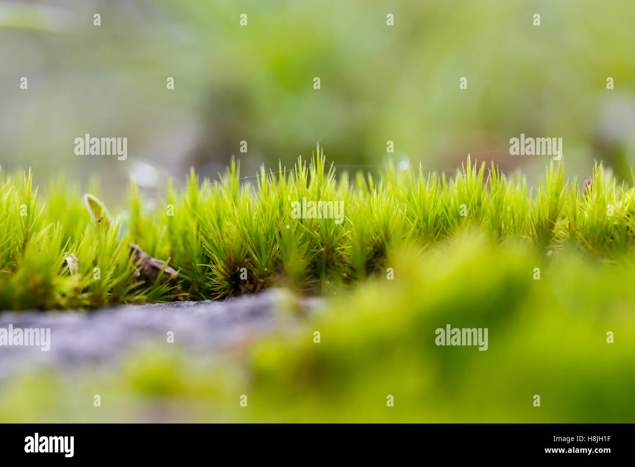 green mos on the tree Stock Photo - Alamy