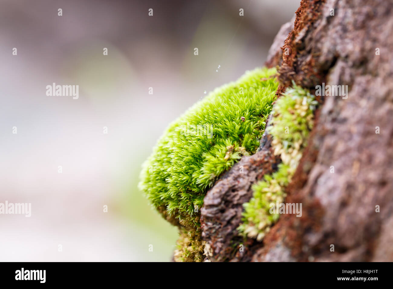 green mos on the tree Stock Photo - Alamy