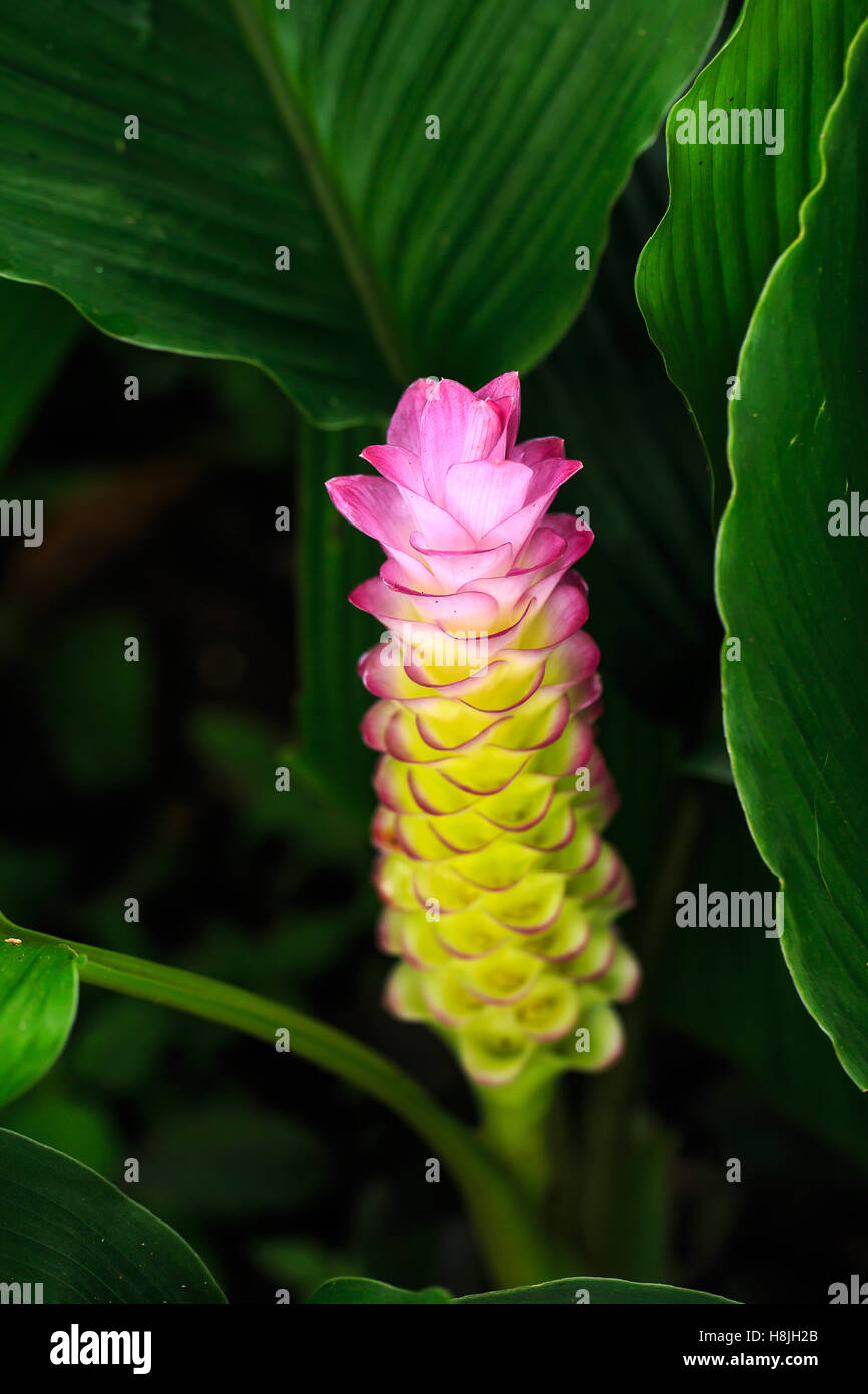 siam tulip flower or Patumma in garden Stock Photo - Alamy