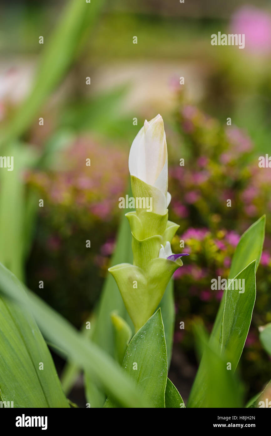 Beautiful white flower ( Zingiberaceae Stock Photo - Alamy