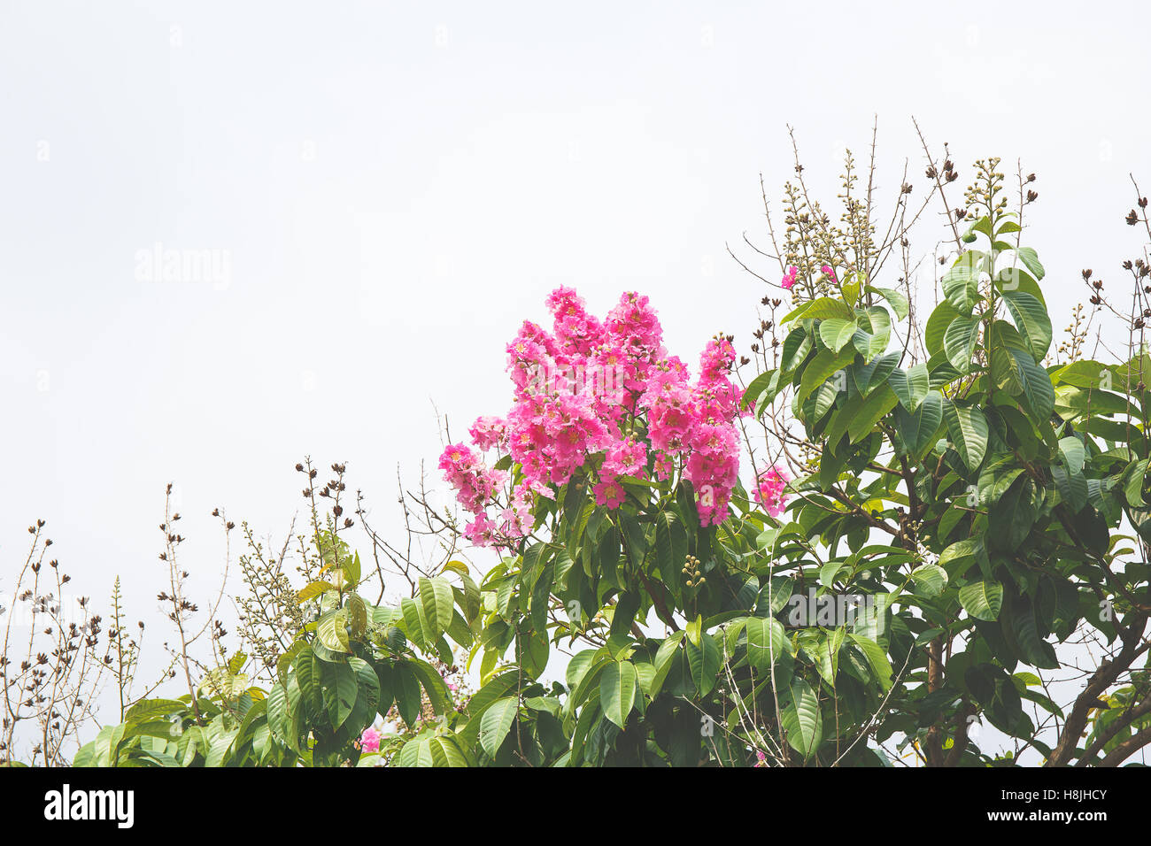 Inthanin tree hi-res stock photography and images - Alamy