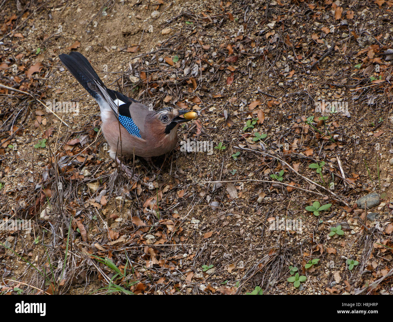 Jay with acorn hi-res stock photography and images - Alamy