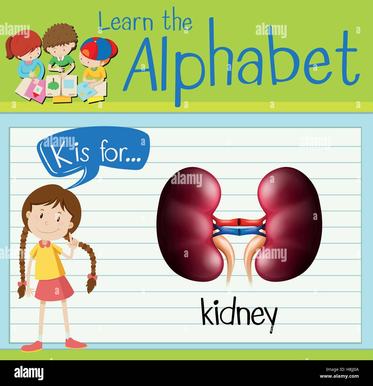 Kidney Model For Kids
