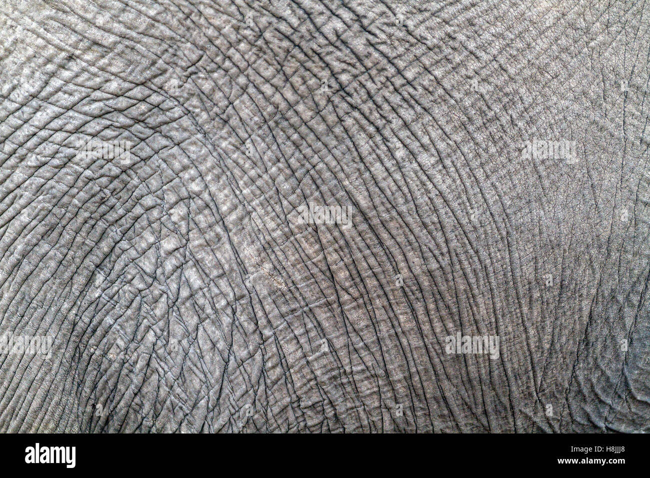 Close-up of the wrinkled skin of an African Elephant (Loxodonta ...