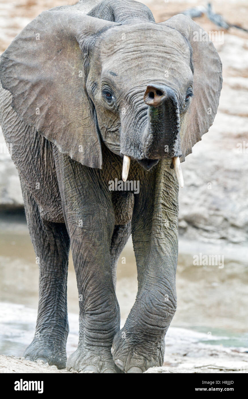 Part of a series of images documenting the complex social interactions ...