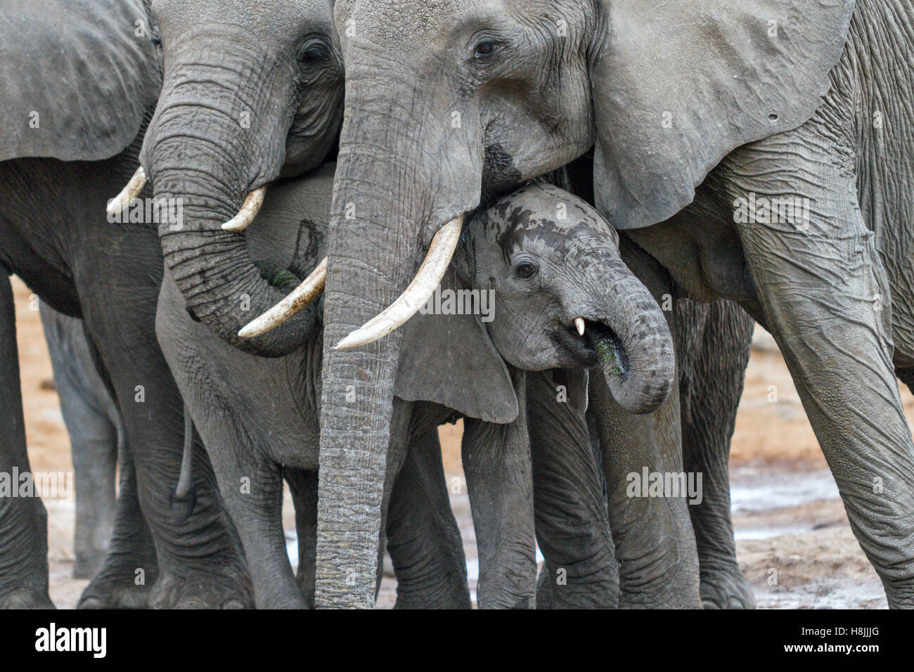 Part of a series of images documenting the complex social interactions ...