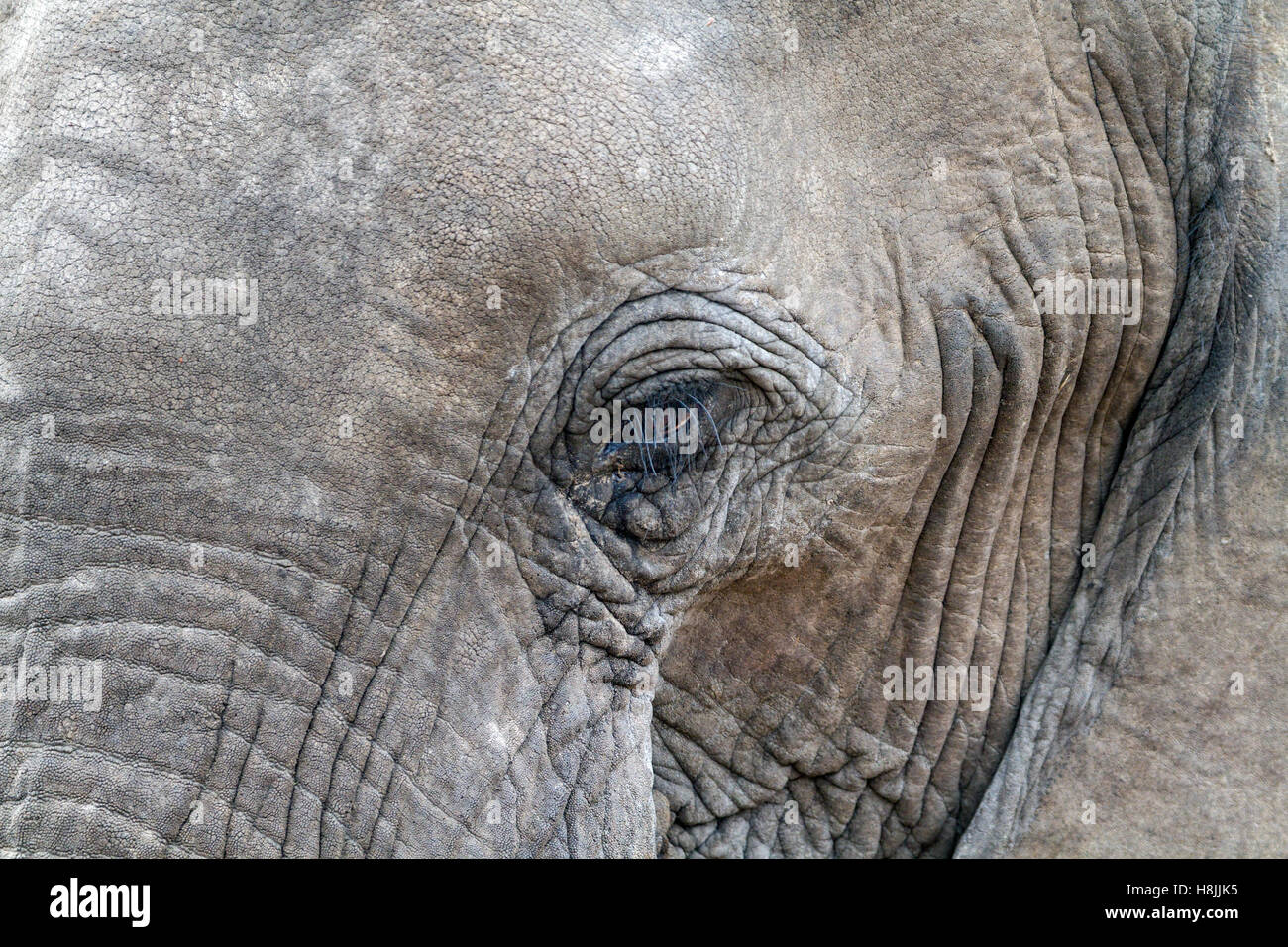 Part of a series of images documenting the complex social interactions ...