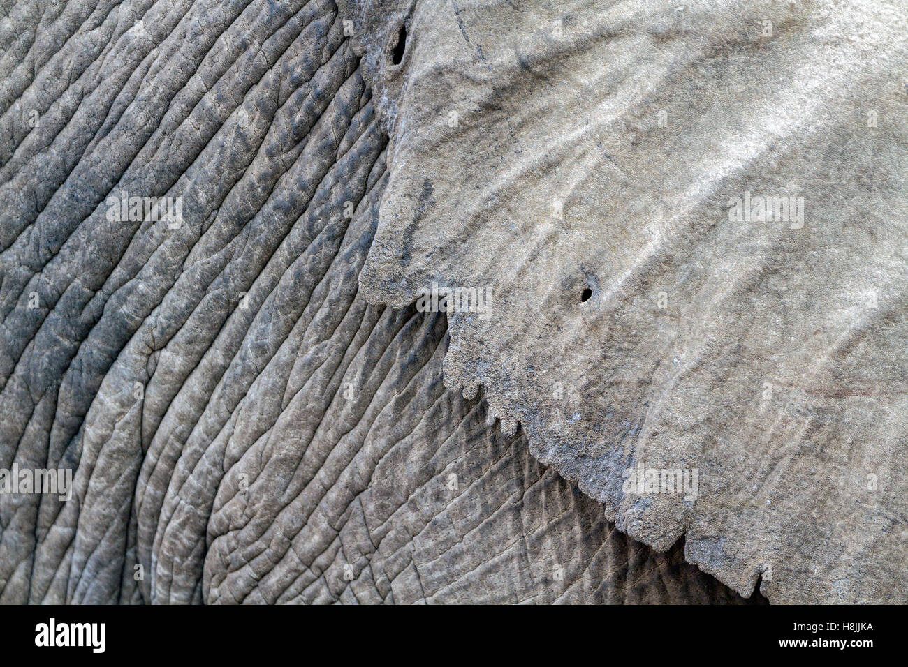 African thick skinned animal hi-res stock photography and images - Alamy