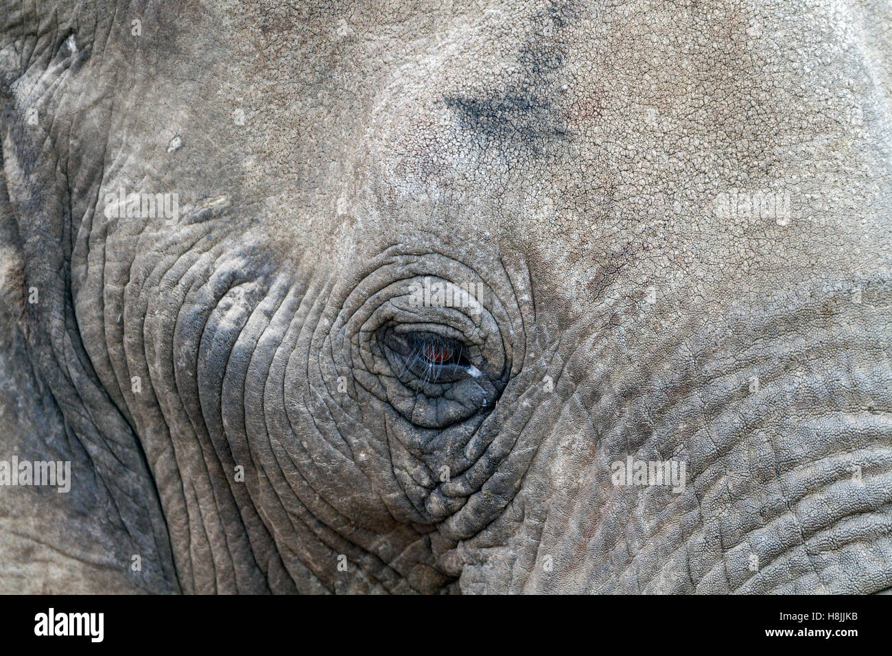 Part of a series of images documenting the complex social interactions ...