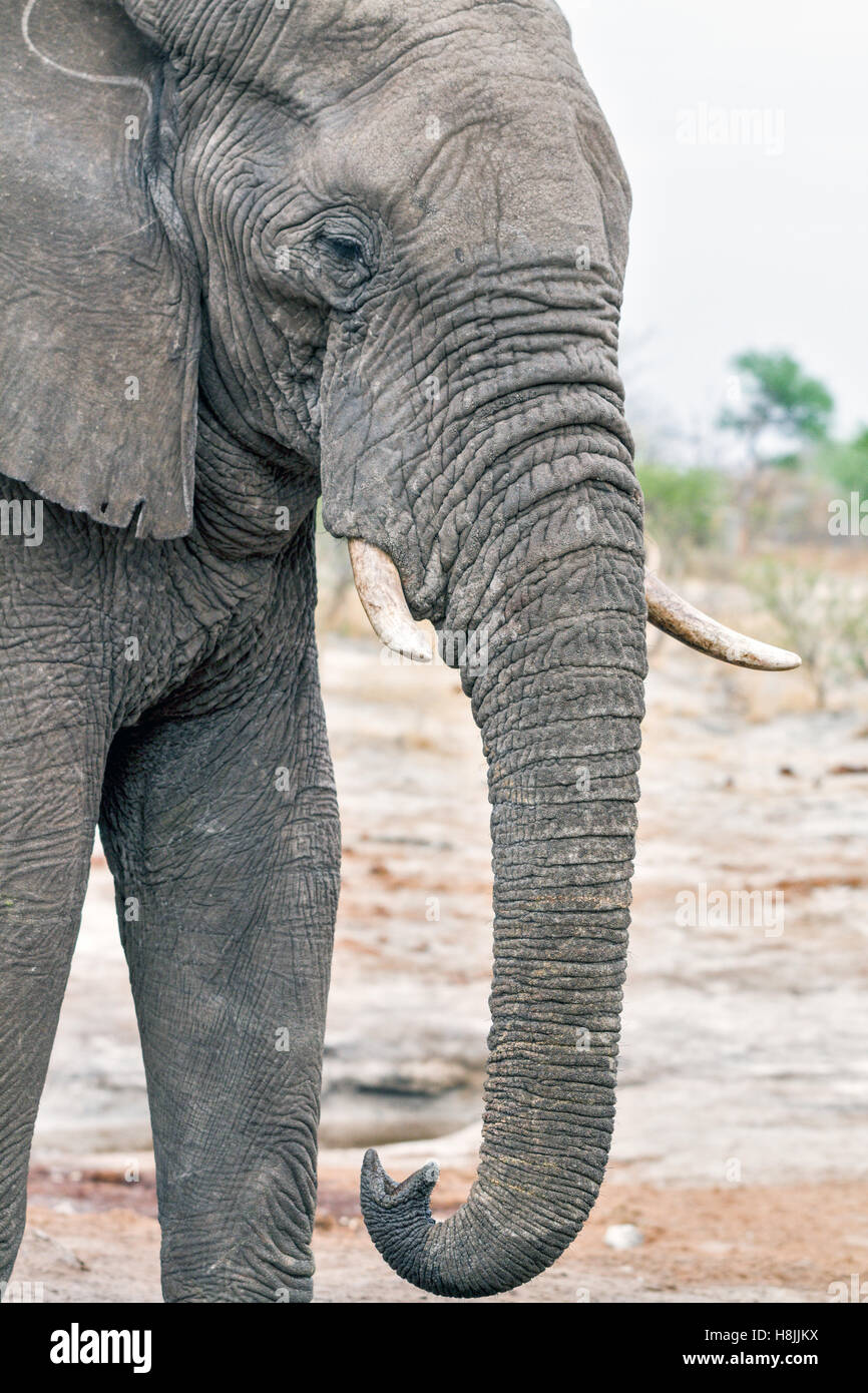 Part of a series of images documenting the complex social interactions ...