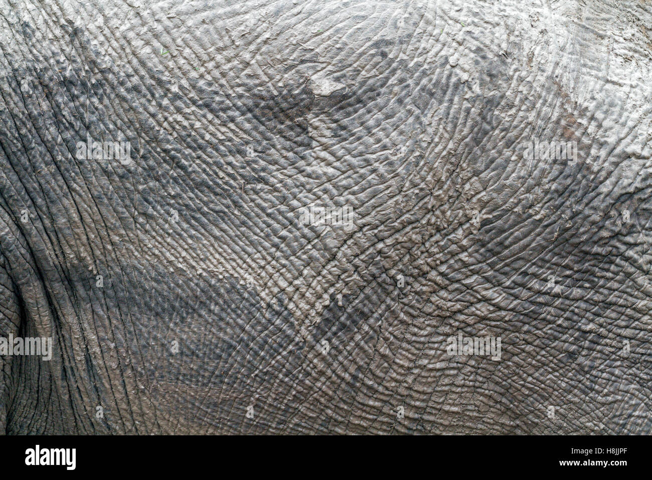 Wrinkled thick skin hi-res stock photography and images - Alamy