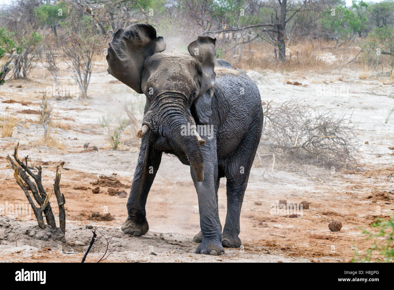 Ecto parasite control hi-res stock photography and images - Alamy