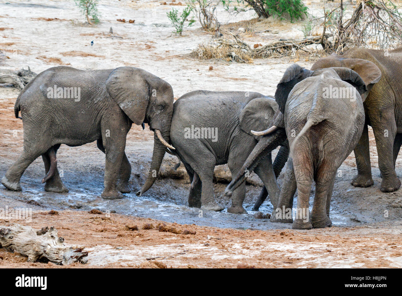 Part of a series of images documenting the complex social interactions ...